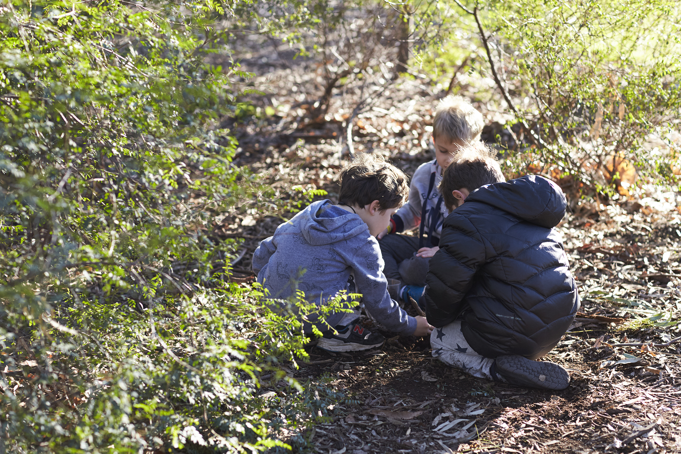 Bush Kinder – Learning in Nature – Wilson Street Kindergarten