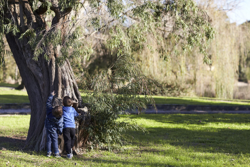 Bush Kinder – Learning in Nature – Wilson Street Kindergarten